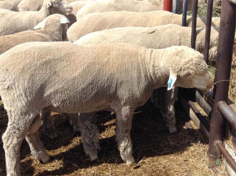 Production Corner - Columbia Sheep Breeders Association
