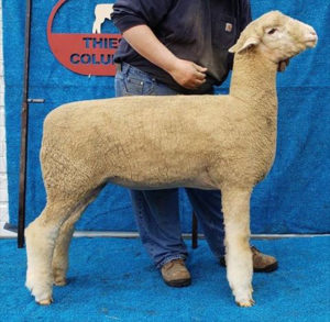 Programs & Events - Columbia Sheep Breeders Association