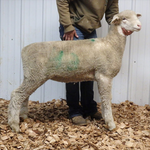 Juniors - Columbia Sheep Breeders Association