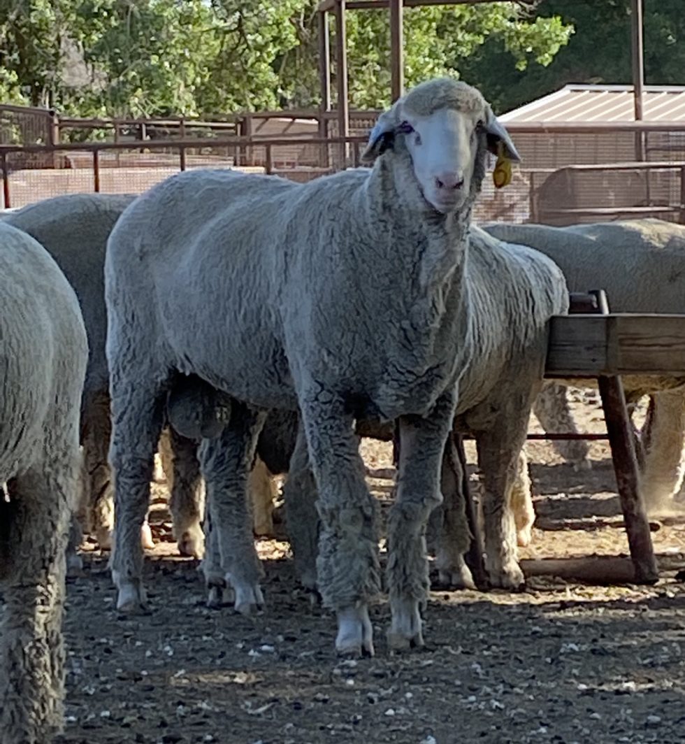 Production Corner - Columbia Sheep Breeders Association