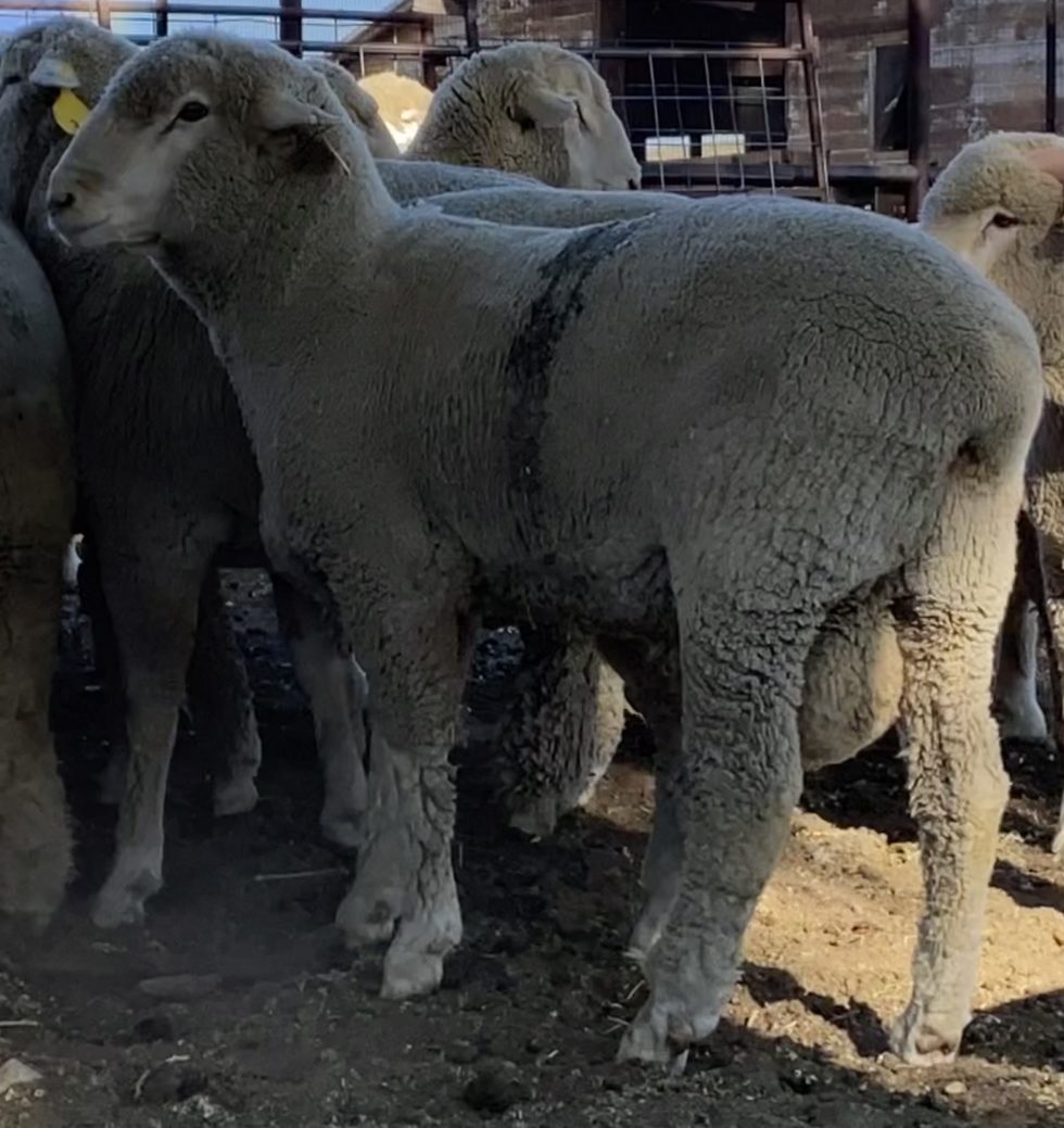 Production Corner - Columbia Sheep Breeders Association