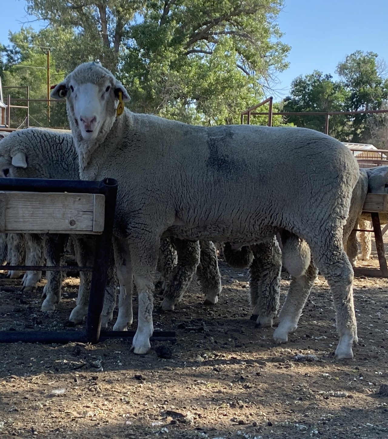 Production Corner - Columbia Sheep Breeders Association