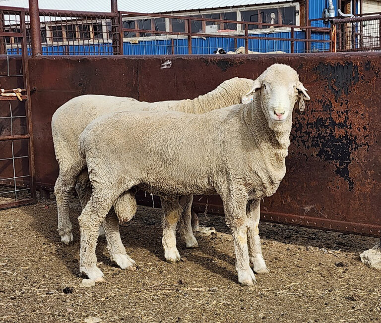 Production Corner - Columbia Sheep Breeders Association